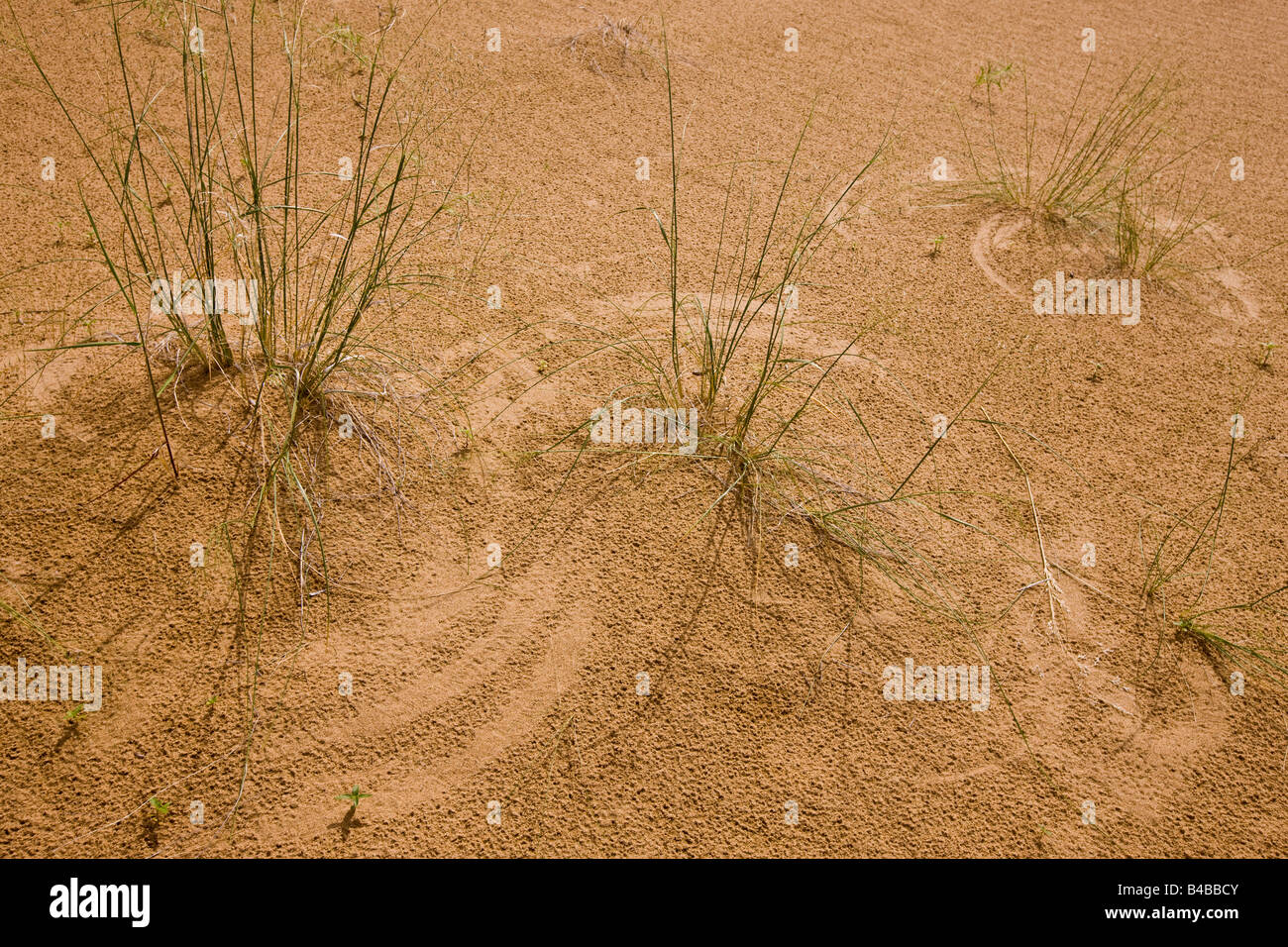 Patterns in the sand created by the wind moving plants on the surface ...