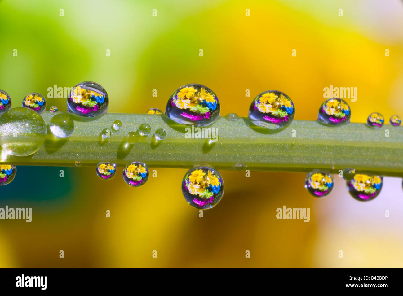 Water droplet on flower hi-res stock photography and images - Alamy