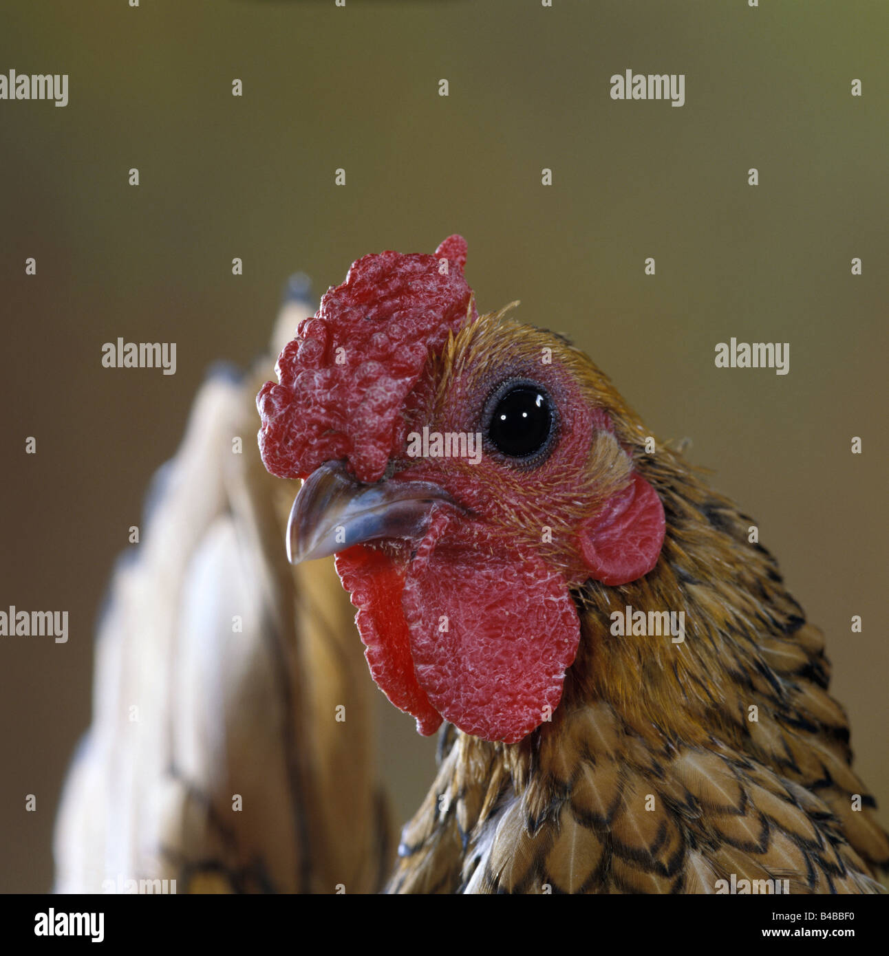 CHICKEN, Gold Sebright bantam cock Stock Photo - Alamy