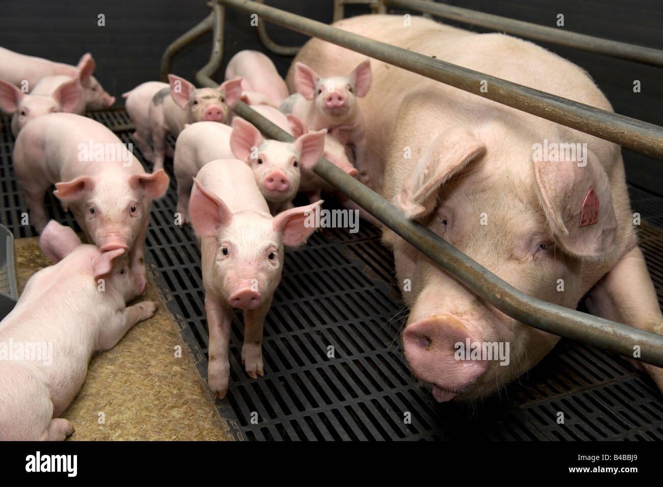 Pig farming in the uk hi-res stock photography and images - Alamy