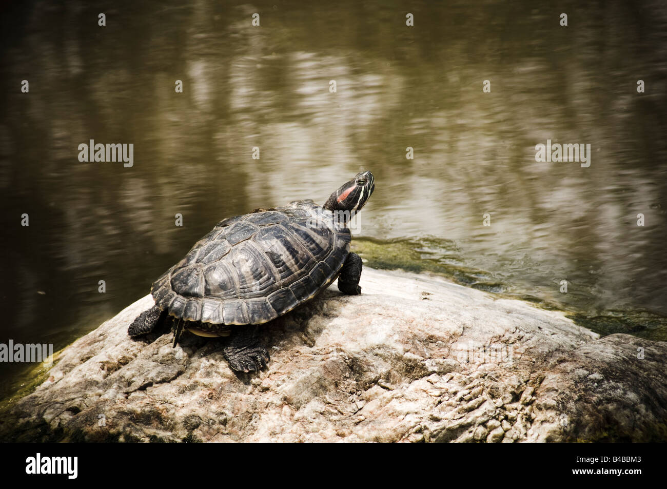 Red-eared slider turtle basking on rock in a pond Stock Photo - Alamy