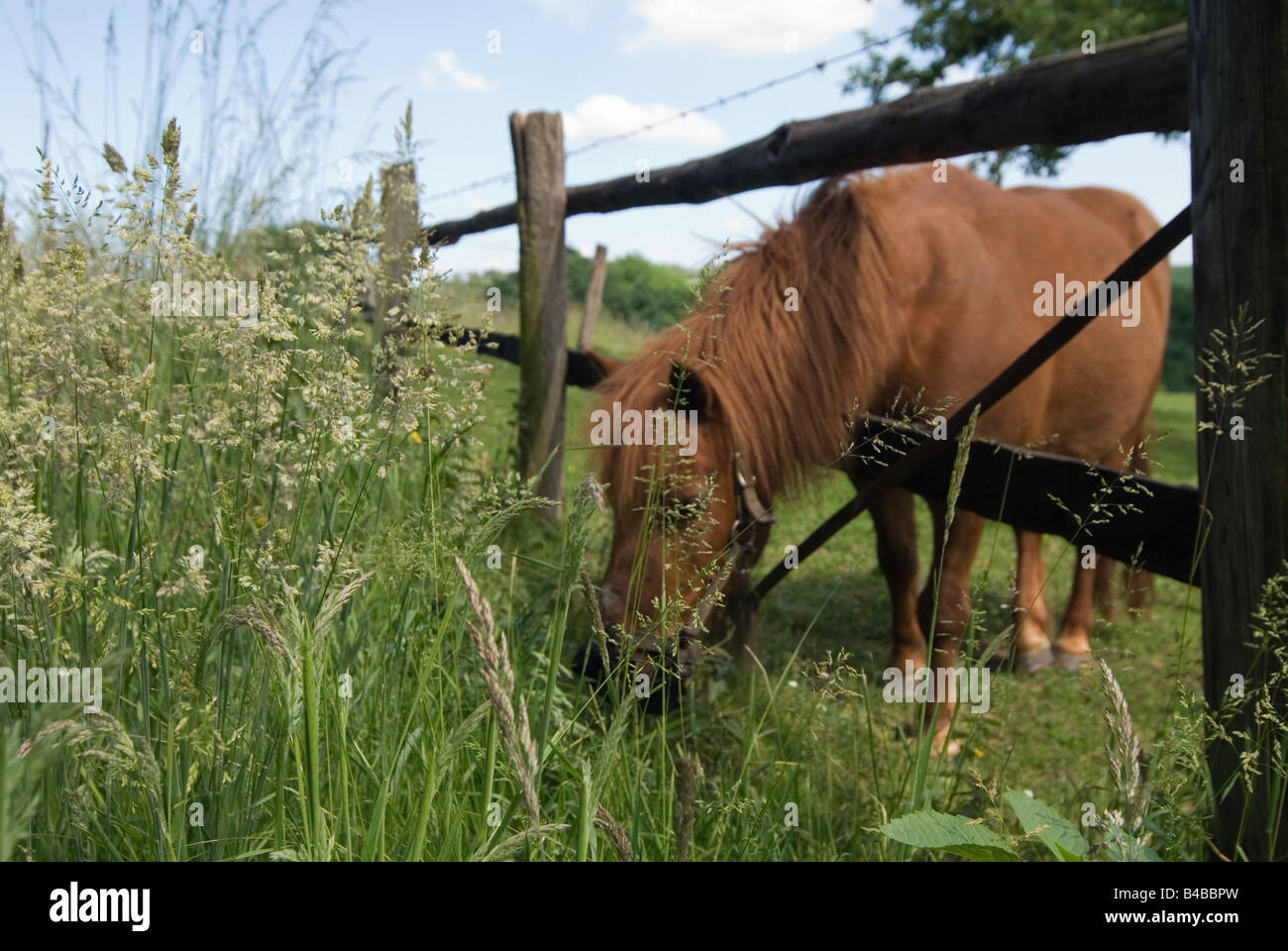 Brown pony on a paddock Stock Photo - Alamy