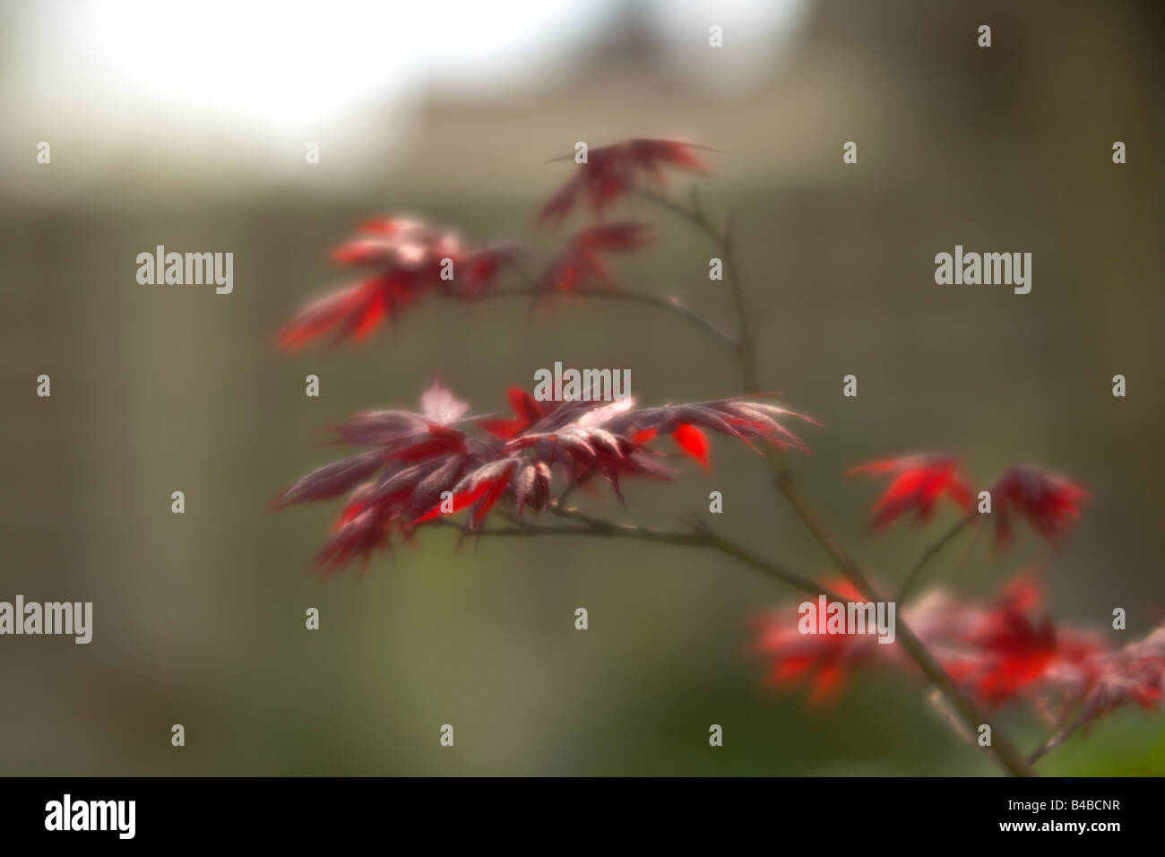 Acer plants hi-res stock photography and images - Alamy