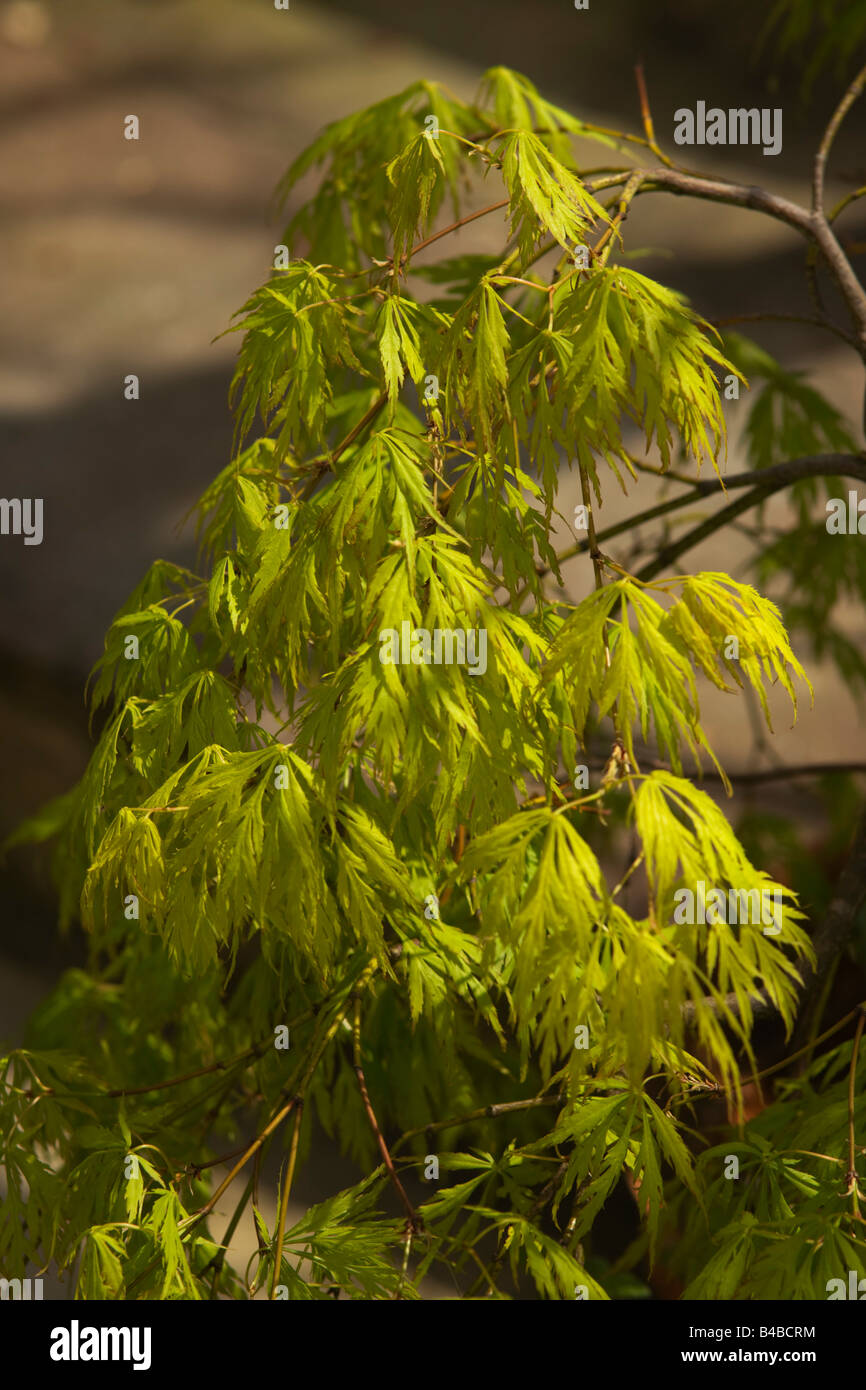 Acer maple tree hi-res stock photography and images - Alamy