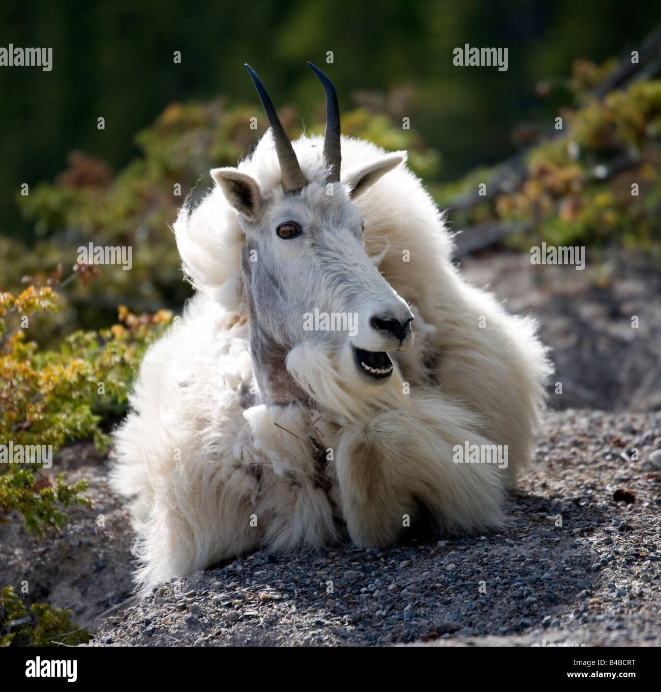 Mountain goat in Banff National Park, Alberta, Canada Stock Photo - Alamy