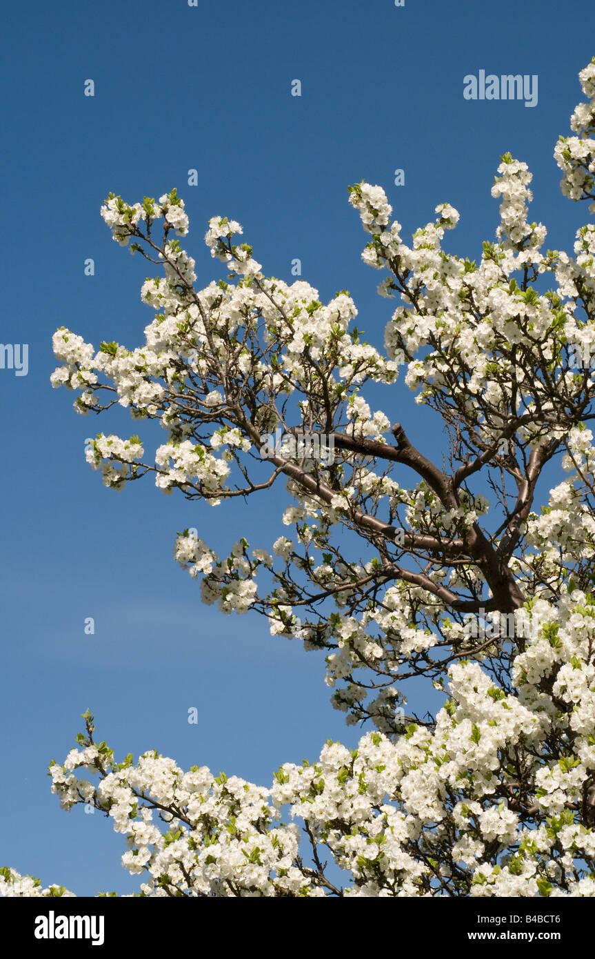 Flowering cherry tree Stock Photo - Alamy
