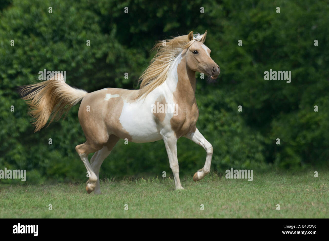 Pinto arabian horse hi-res stock photography and images - Alamy