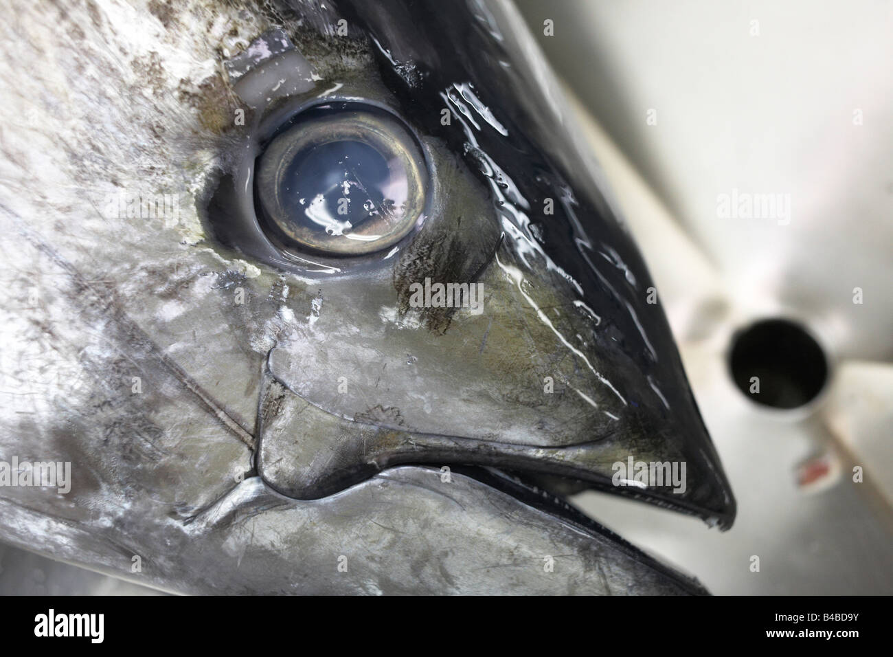 Detail of a yellowfin tuna at Cyprea Marine Foods' EU-standard fish ...
