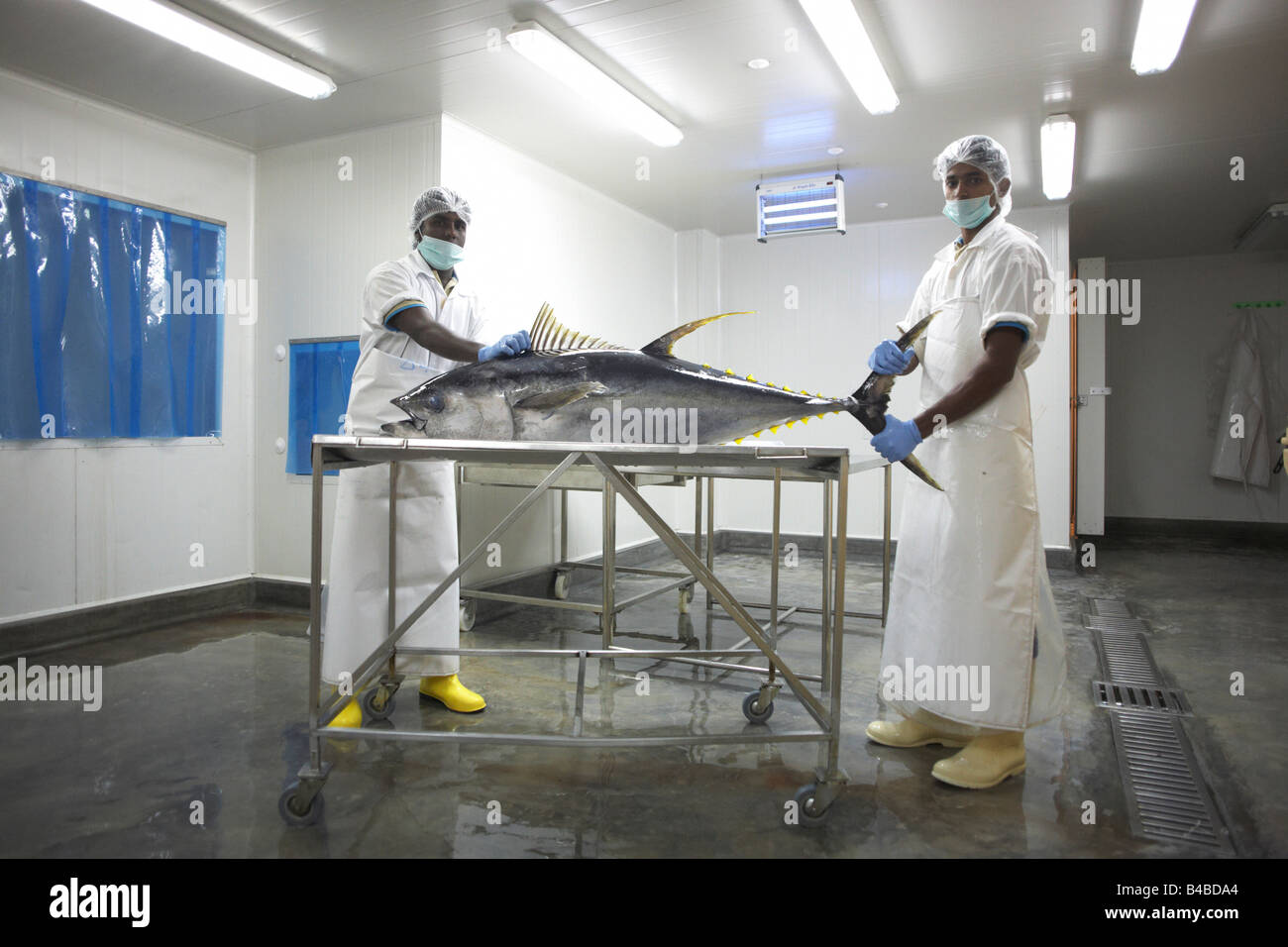 Man holding caught yellowfin tuna hi-res stock photography and images ...