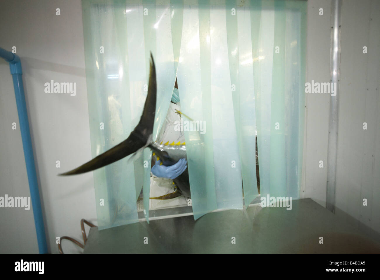 Processing yellowfin tuna at Cyprea Marine Foods' EU-standard fish ...