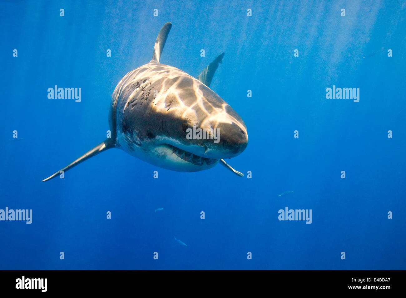 Carcharodon Stock Photos & Carcharodon Stock Images - Alamy