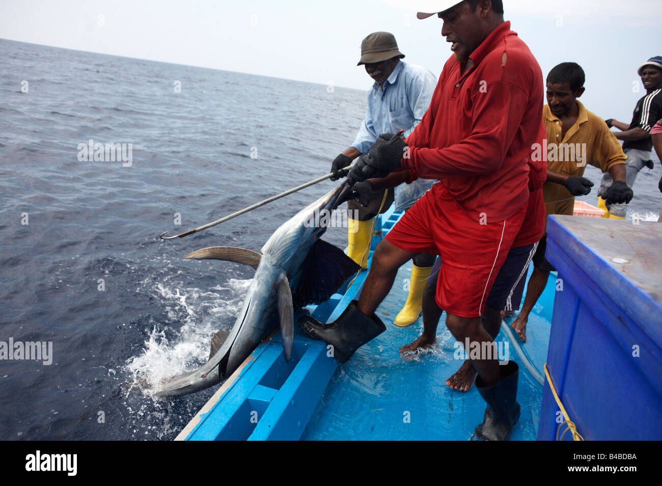 Thrashing marlin hi-res stock photography and images - Alamy