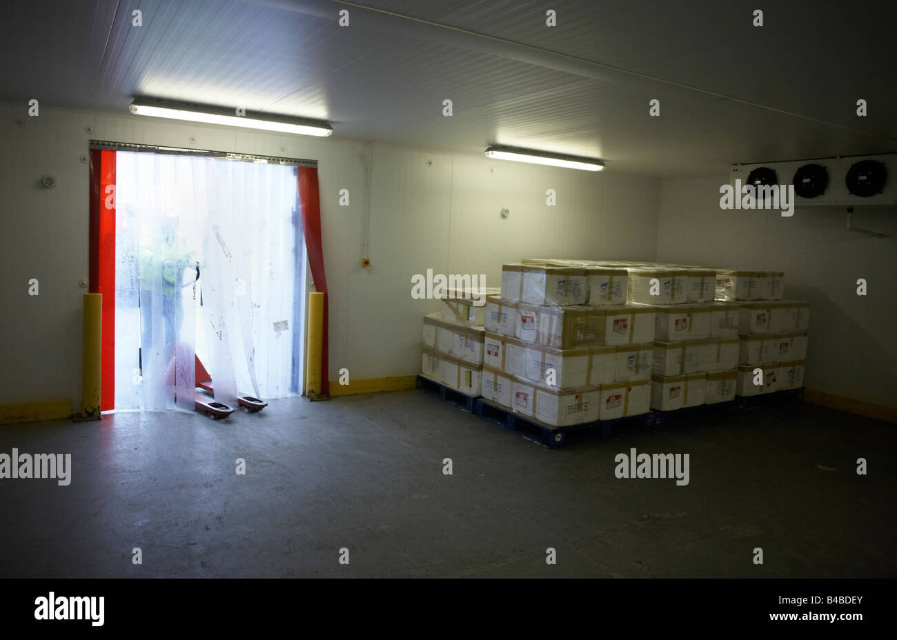 Consignment of fresh Maldives tuna held in cold storage at a Heathrow ...