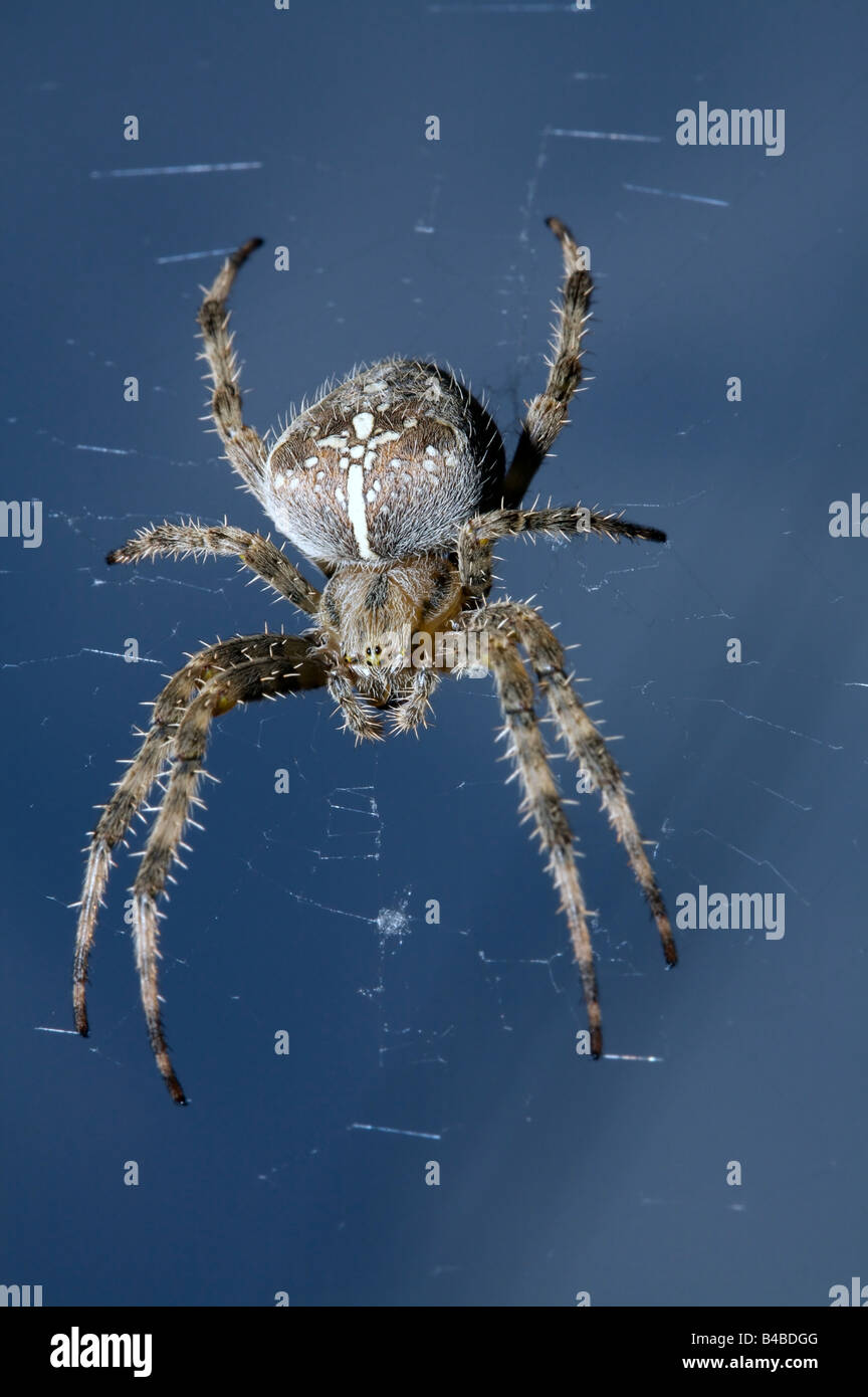Spider on its web Stock Photo - Alamy