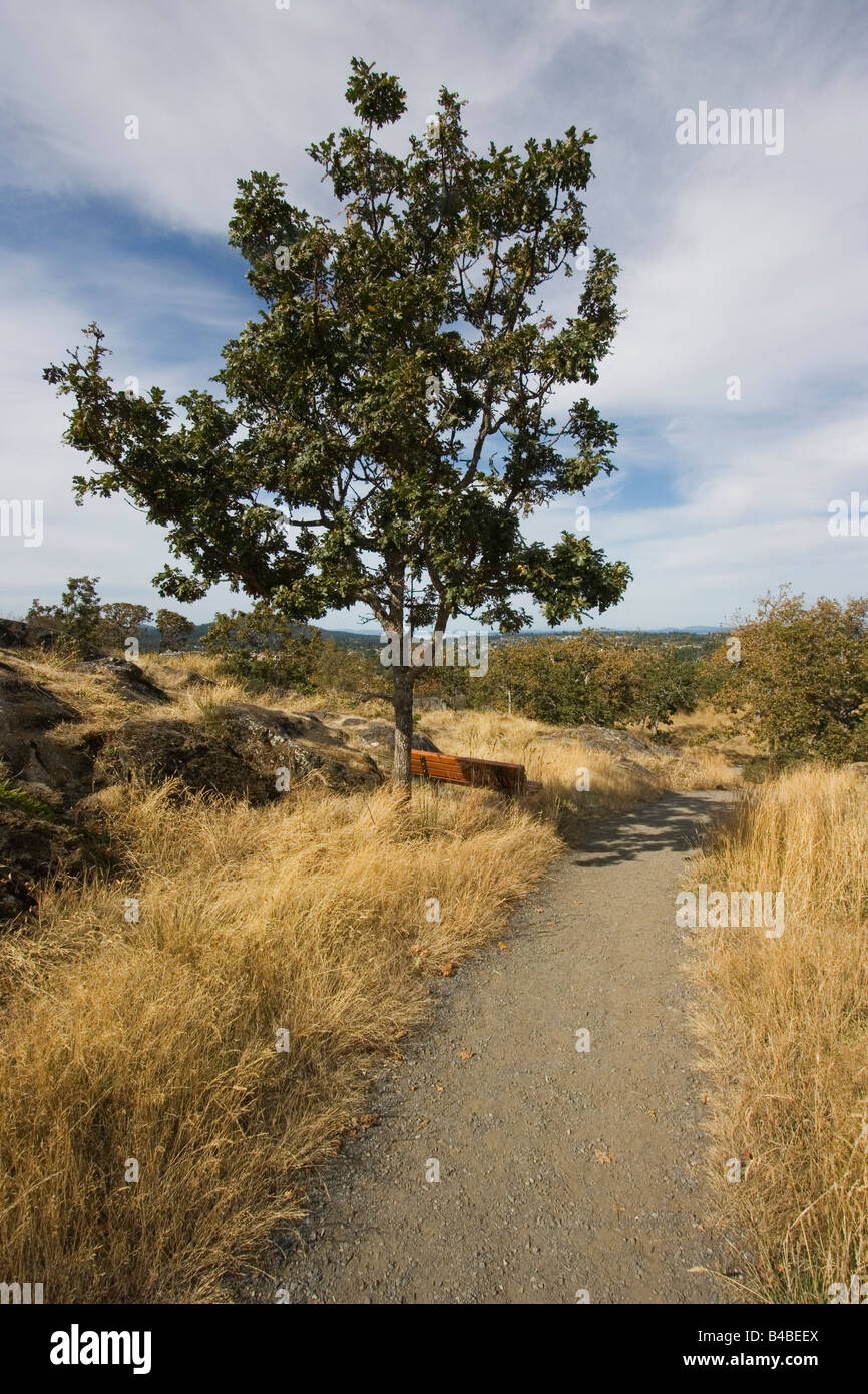 Mt. Tolmie Park in Victoria, BC with a tree and a pathway leading up ...