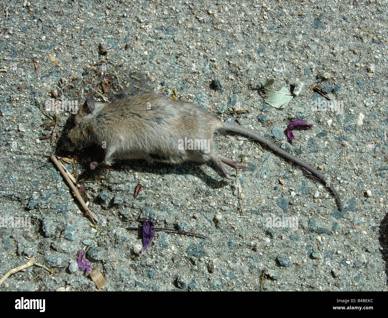 Urban Scene of a Dead Mouse on the Sidewalk Copy Space Stock Photo - Alamy