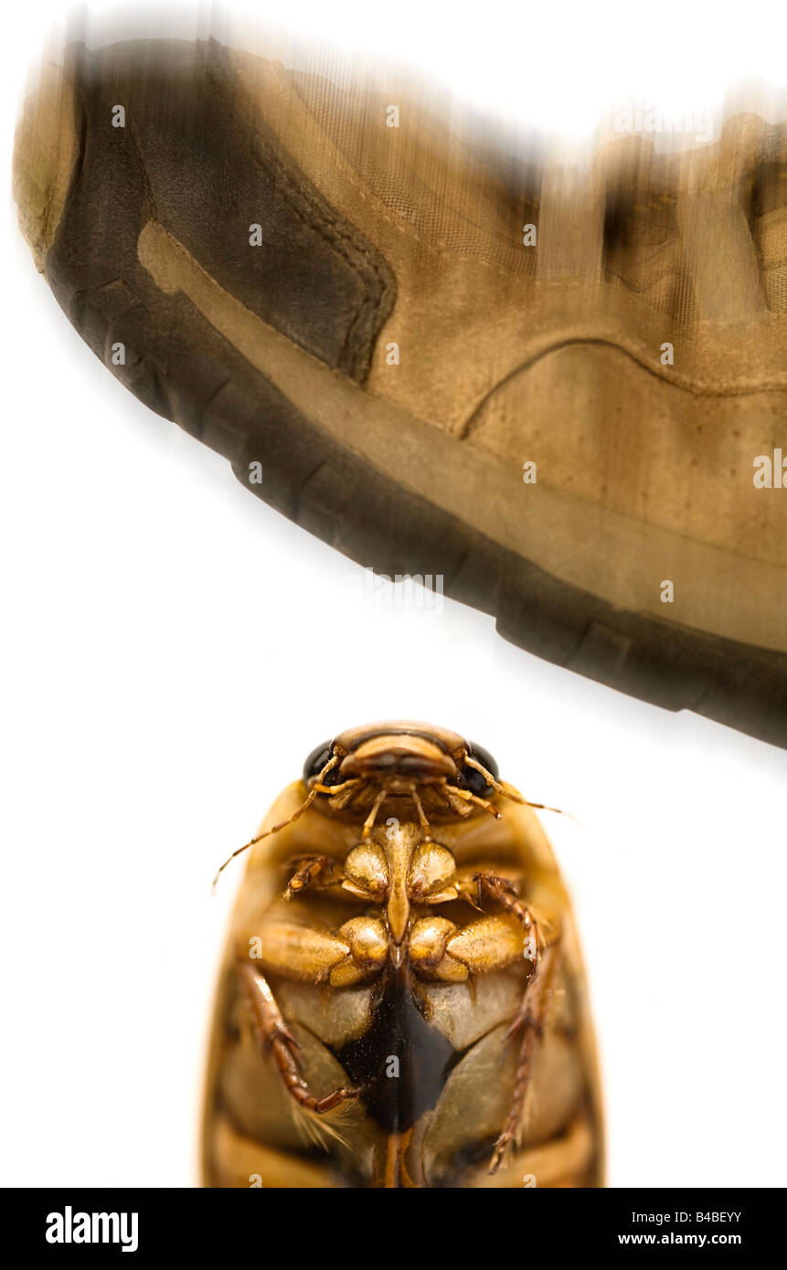 Foot stepping on a beetle Stock Photo - Alamy