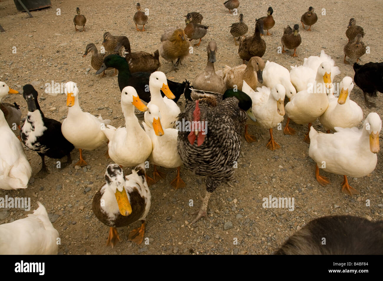 A flock of ducks charging the camera with a dominant rooster in front ...