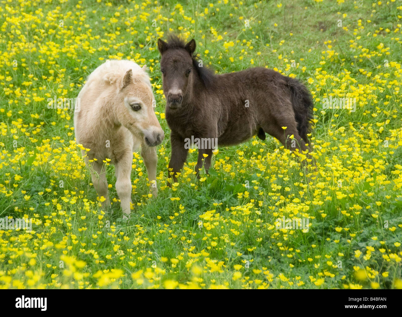 Miniature horse foals Stock Photo - Alamy