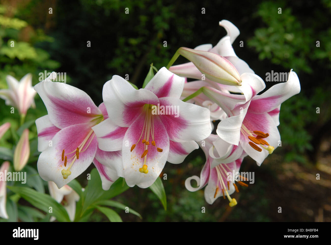 Lilly in Flower Stock Photo - Alamy