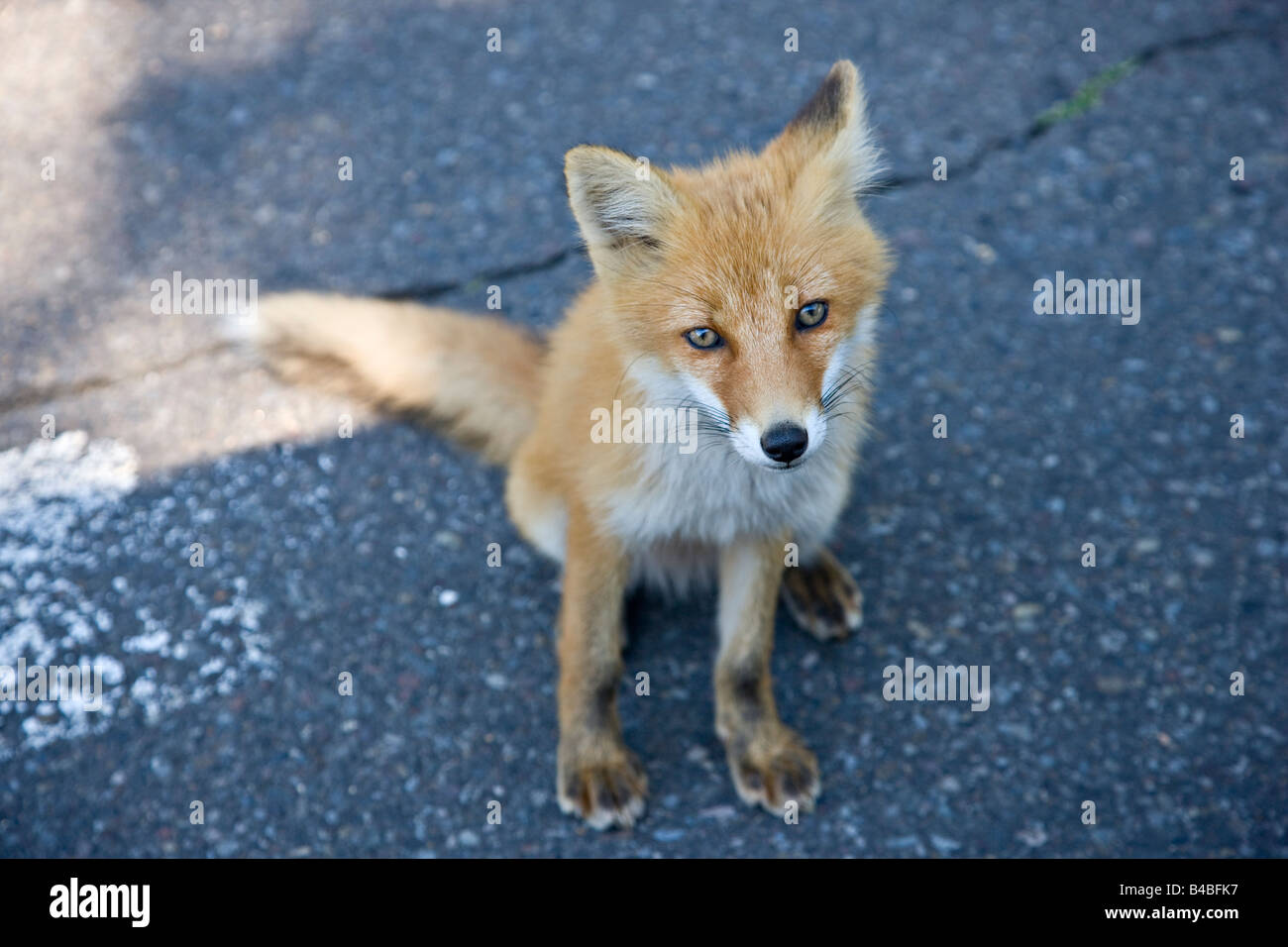 Vulpes Vulpes Schrencki (Ezo Red Fox) Shiretoko National Park, Hokkaido ...