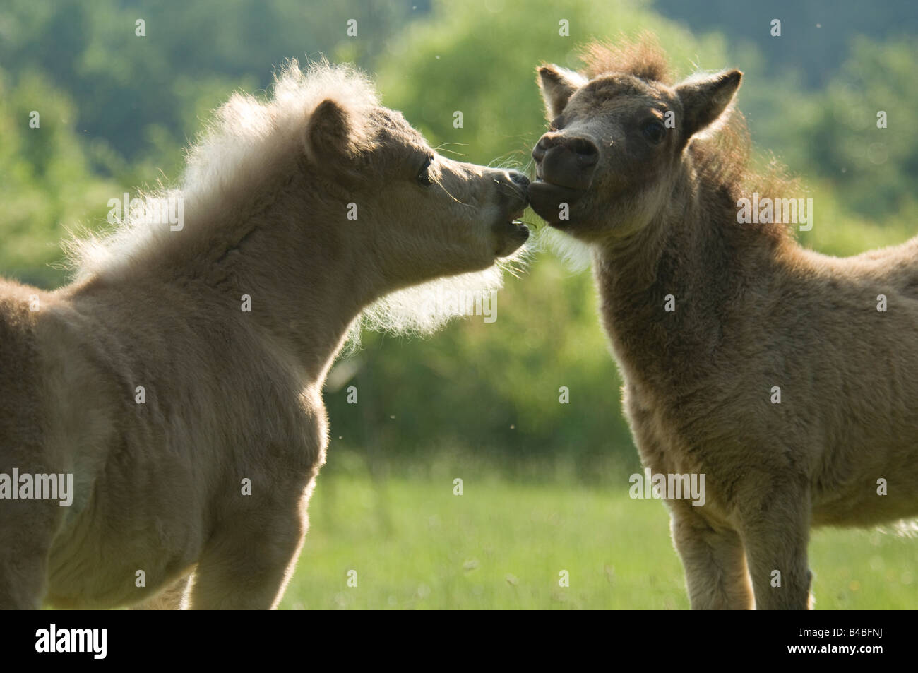 Two miniature horses hi-res stock photography and images - Alamy