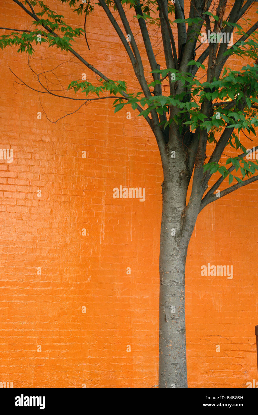 One tree and a wall hi-res stock photography and images - Alamy