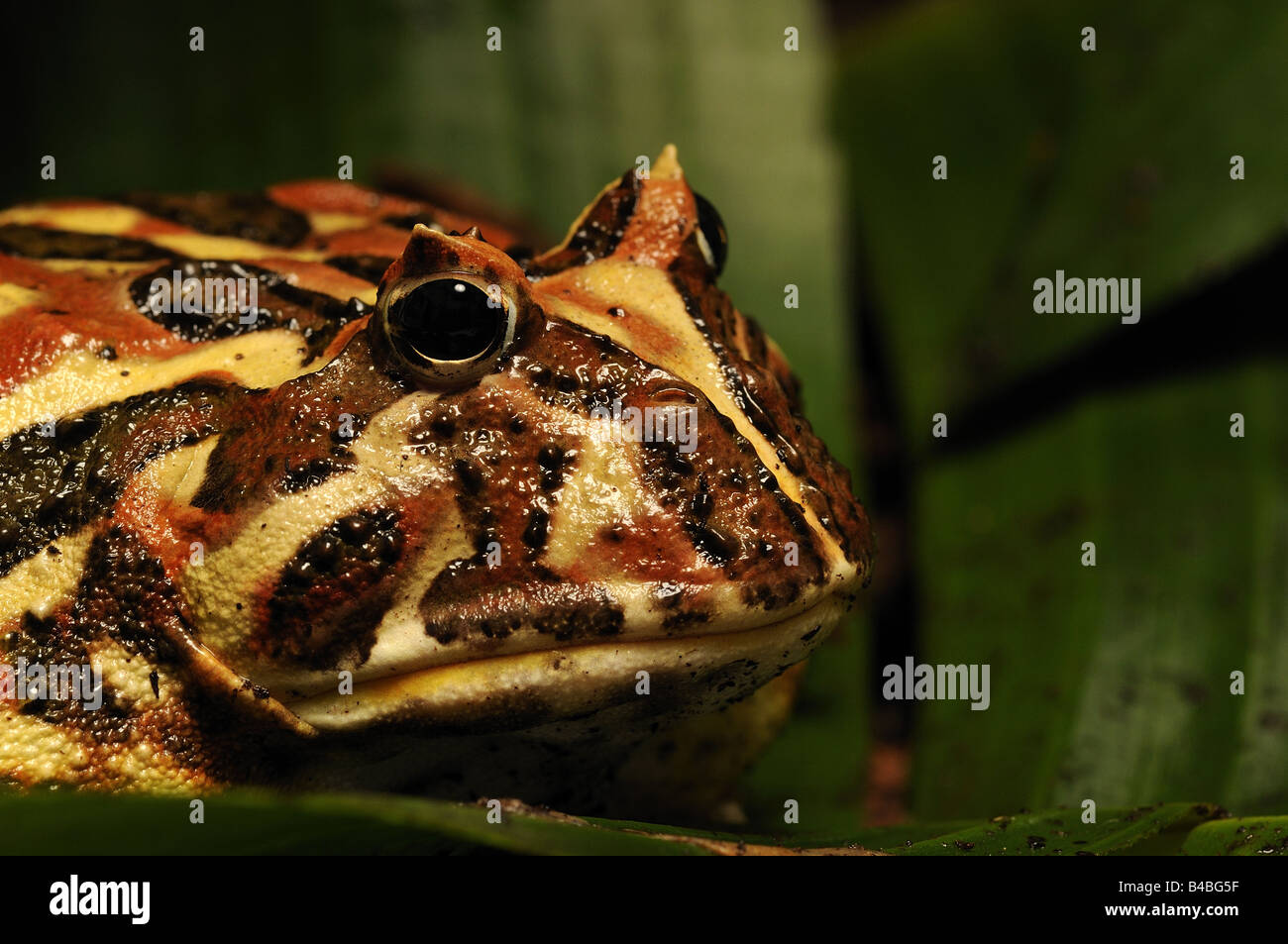 Argentinian Horned Frog Ceratophrys species native of Argentina and ...