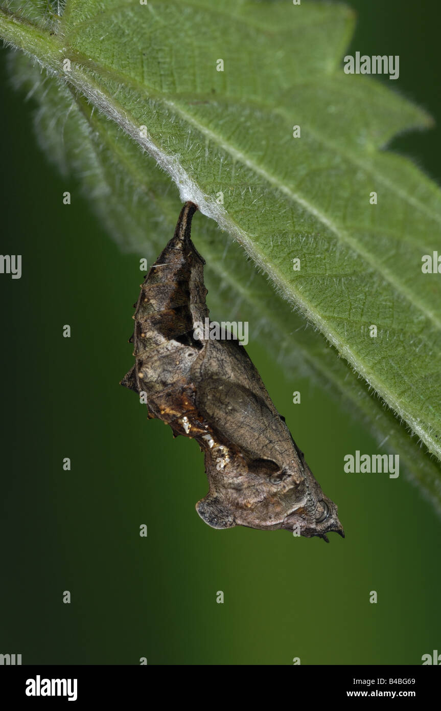 Insect metamorphosis hi-res stock photography and images - Alamy