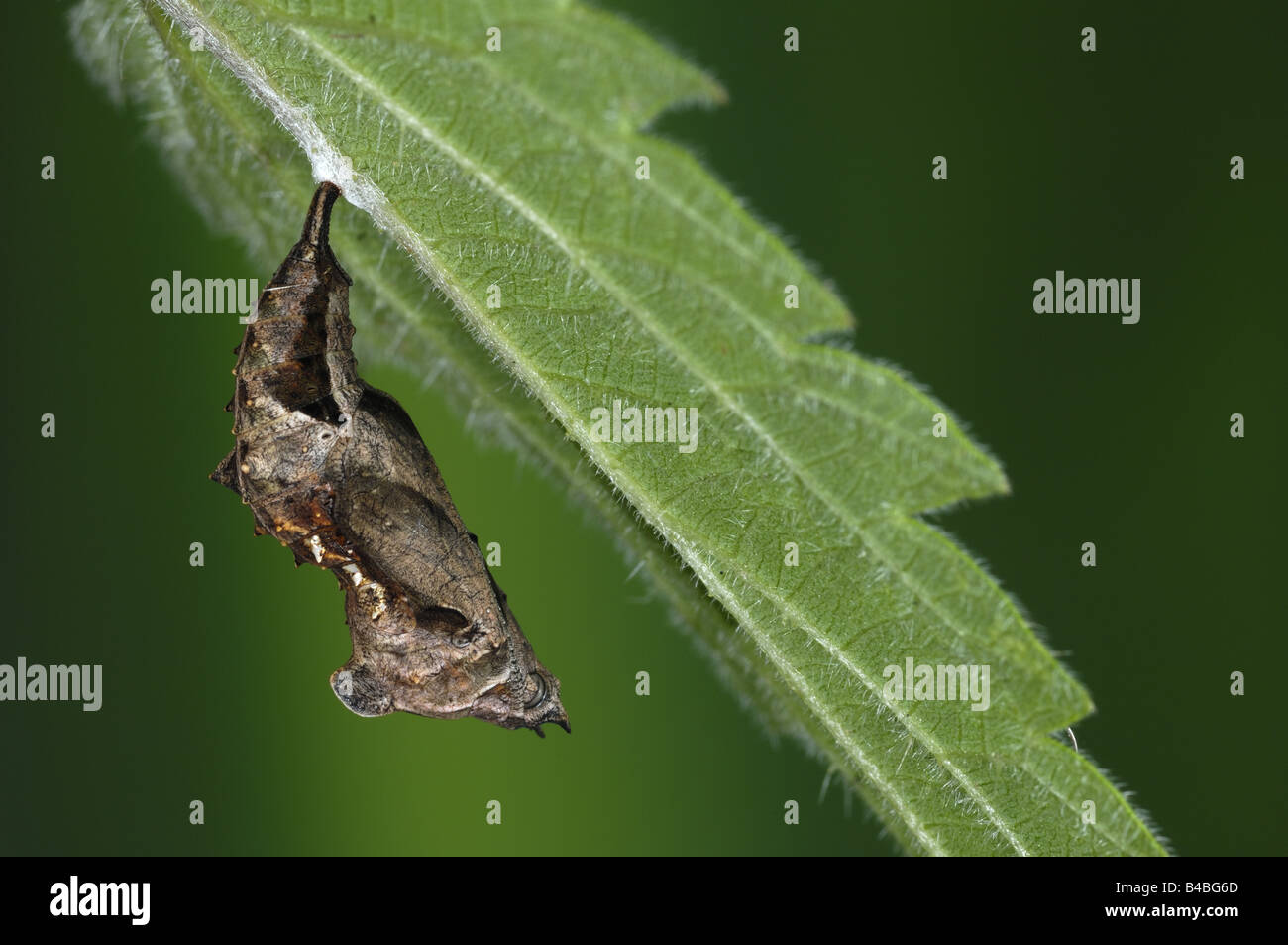 Comma butterfly chrysalis hi-res stock photography and images - Alamy