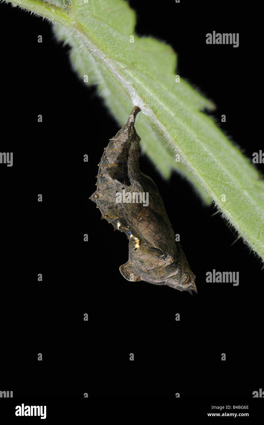 Comma butterfly chrysalis hi-res stock photography and images - Alamy