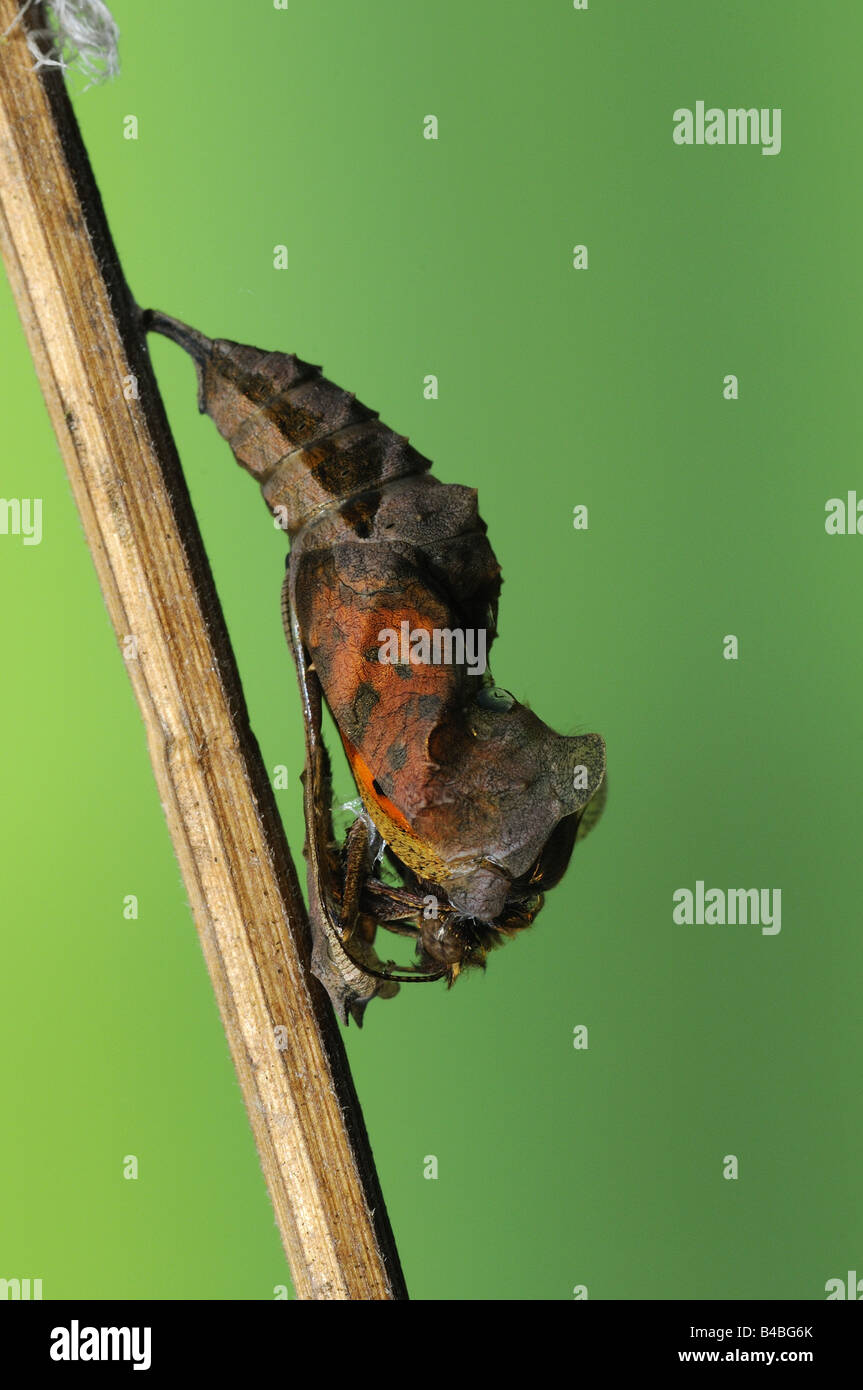Comma butterfly chrysalis hi-res stock photography and images - Alamy
