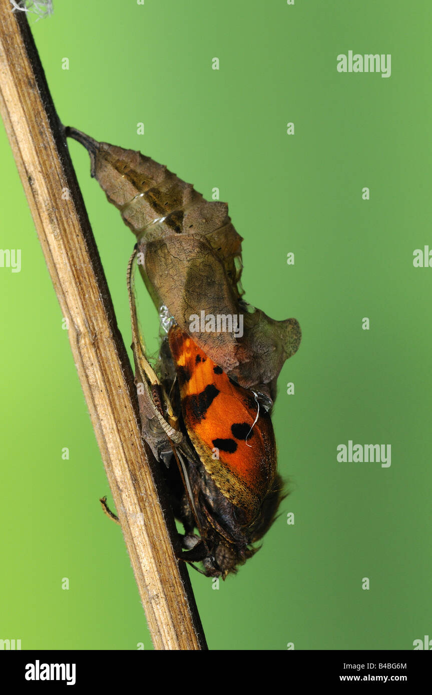 Comma butterfly chrysalis hi-res stock photography and images - Alamy