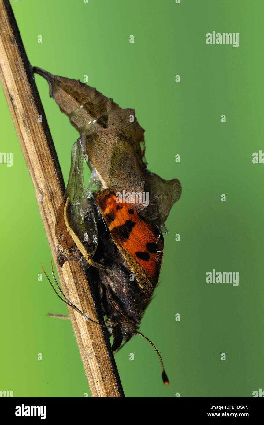 Comma butterfly chrysalis hi-res stock photography and images - Alamy