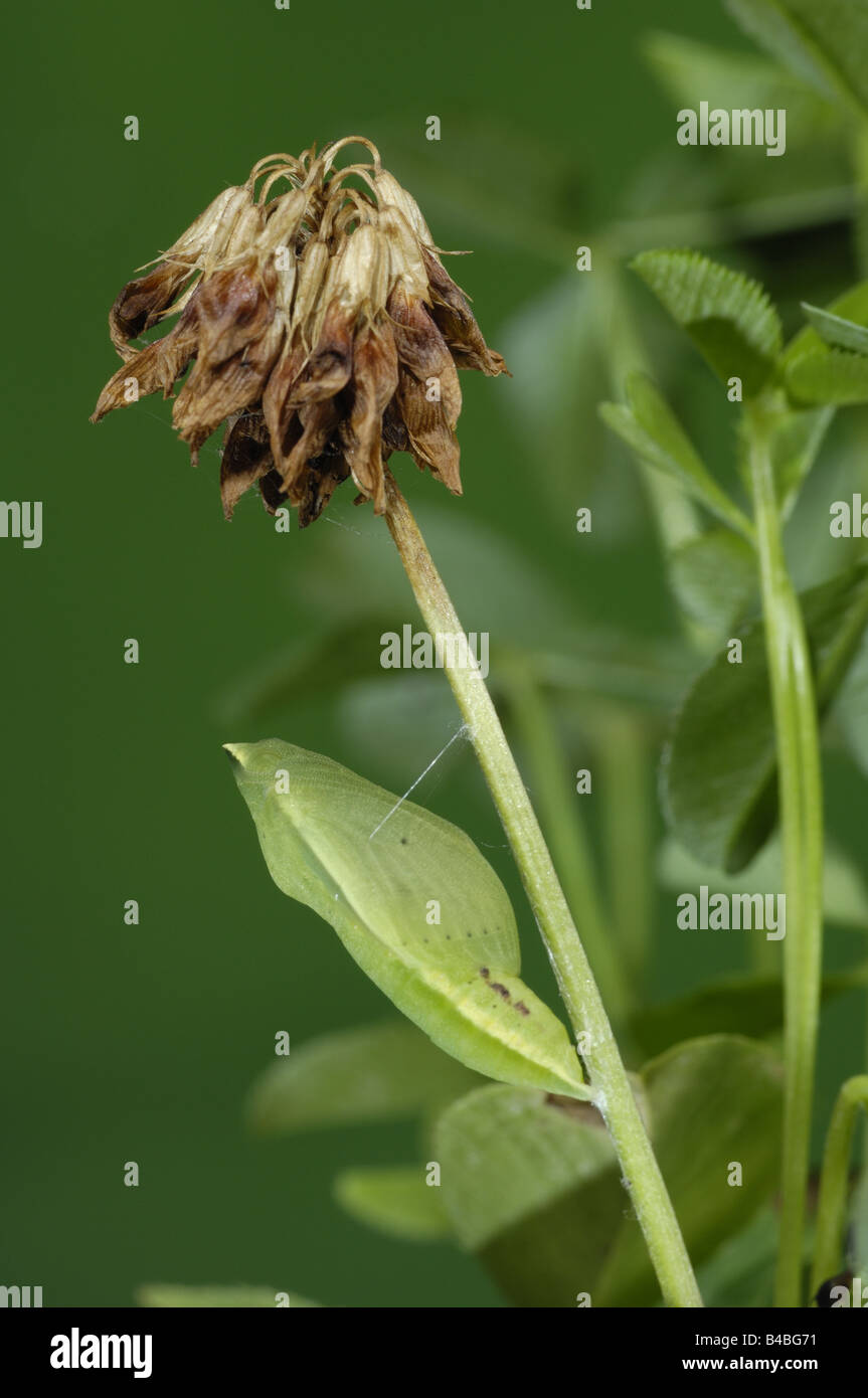 Dormant butterfly hi-res stock photography and images - Alamy