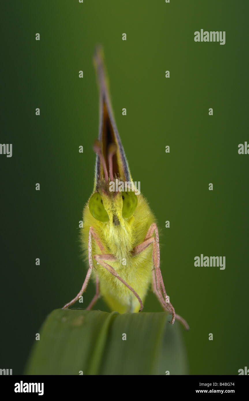 Clouded Yellow Butterfly Colias croceus resting on grass stem Stock ...