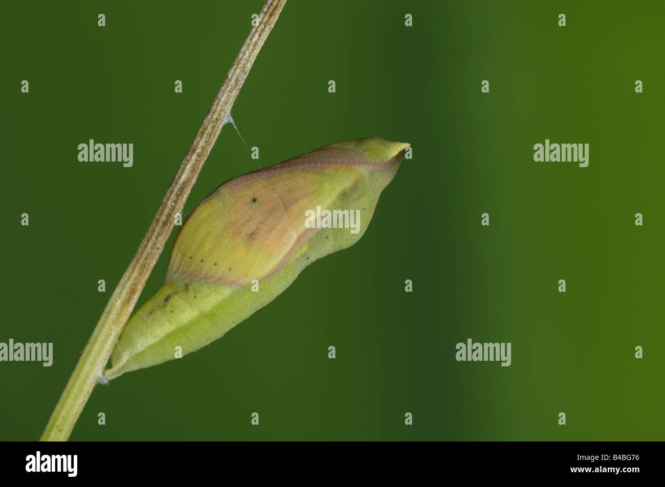 Clouded Yellow Butterfly Colias croceus pupa or chrysalis attached to ...