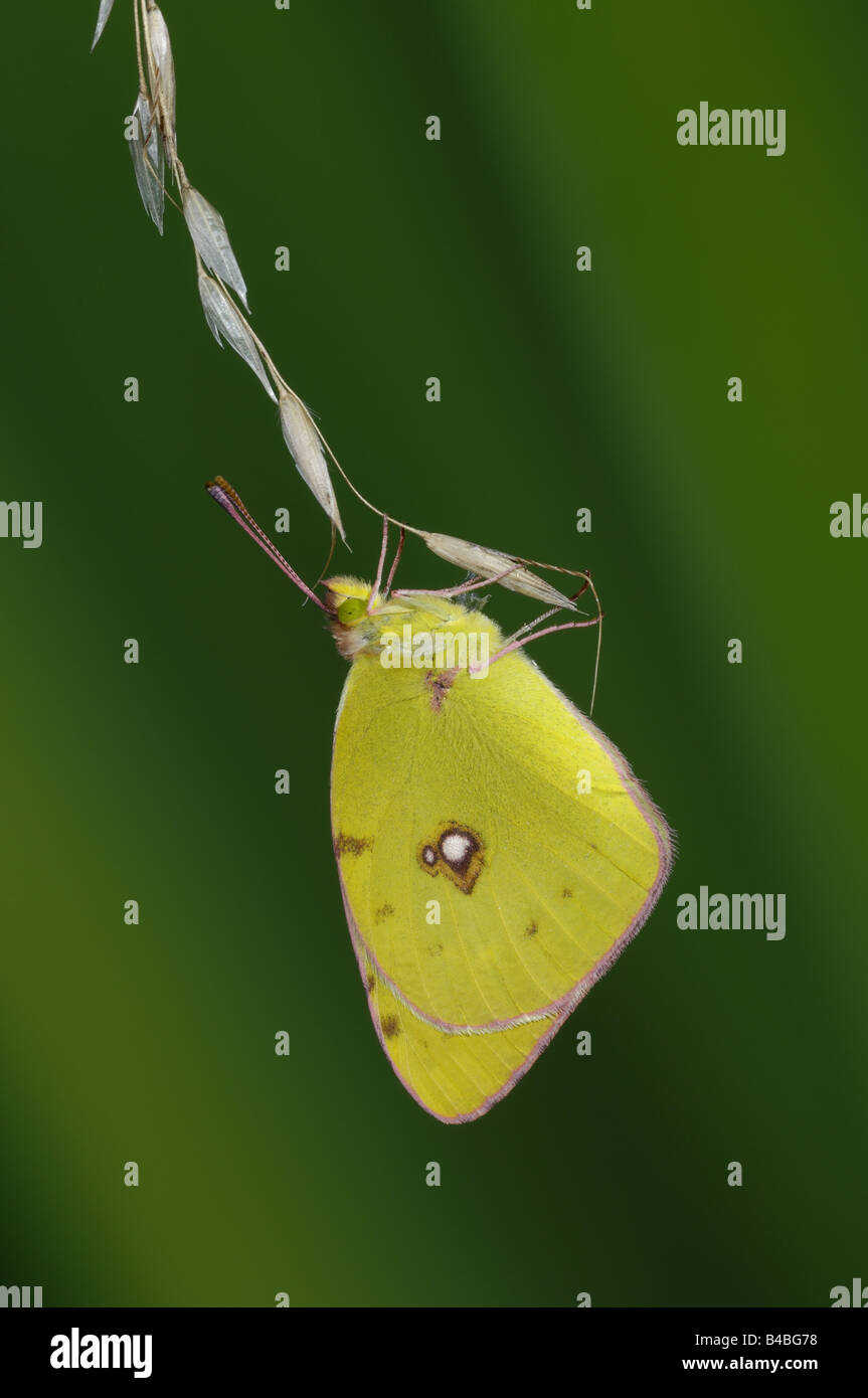 Clouded Yellow Butterfly Colias croceus handing from grass Stock Photo ...