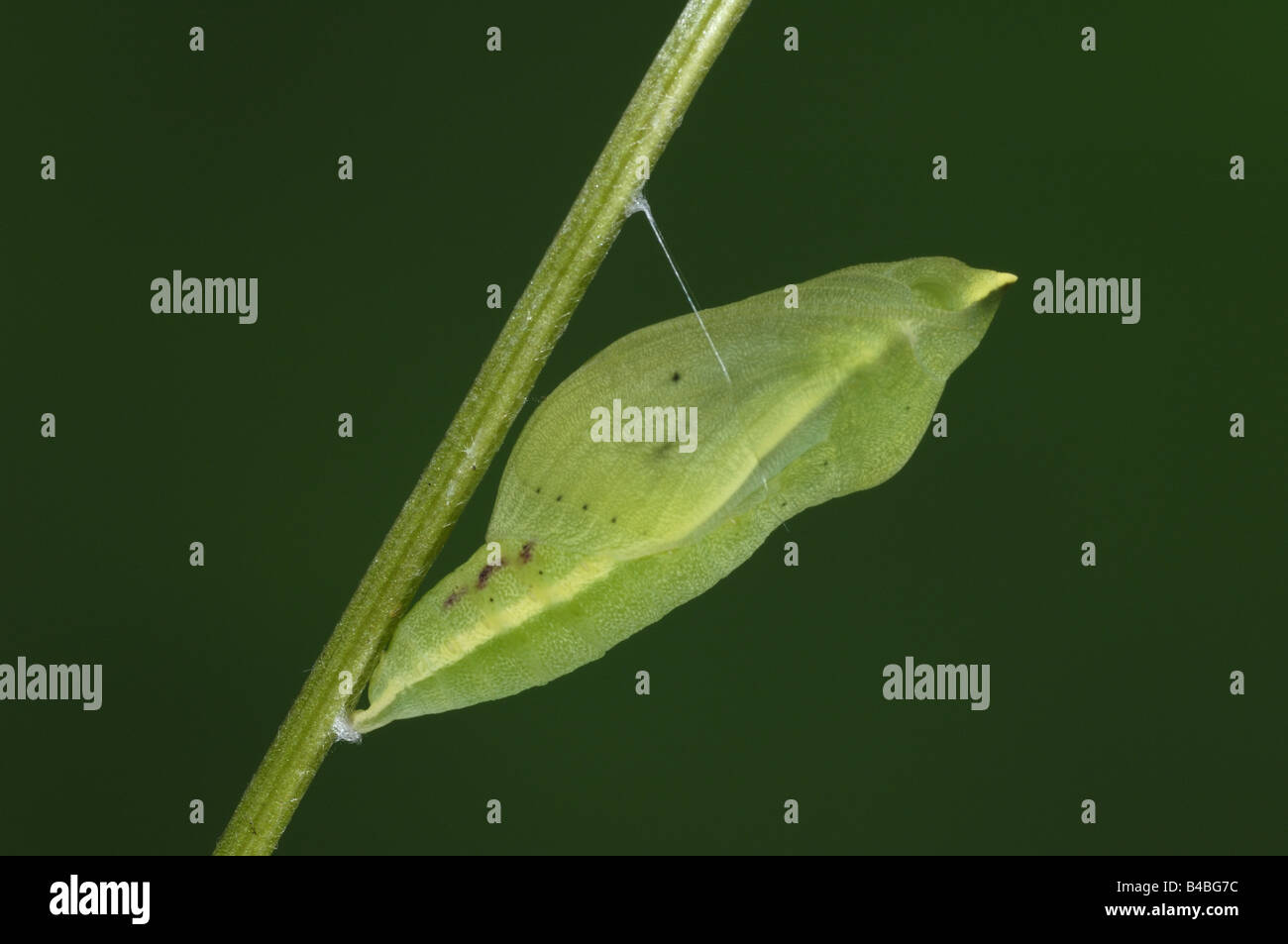 Dormant butterfly hi-res stock photography and images - Alamy