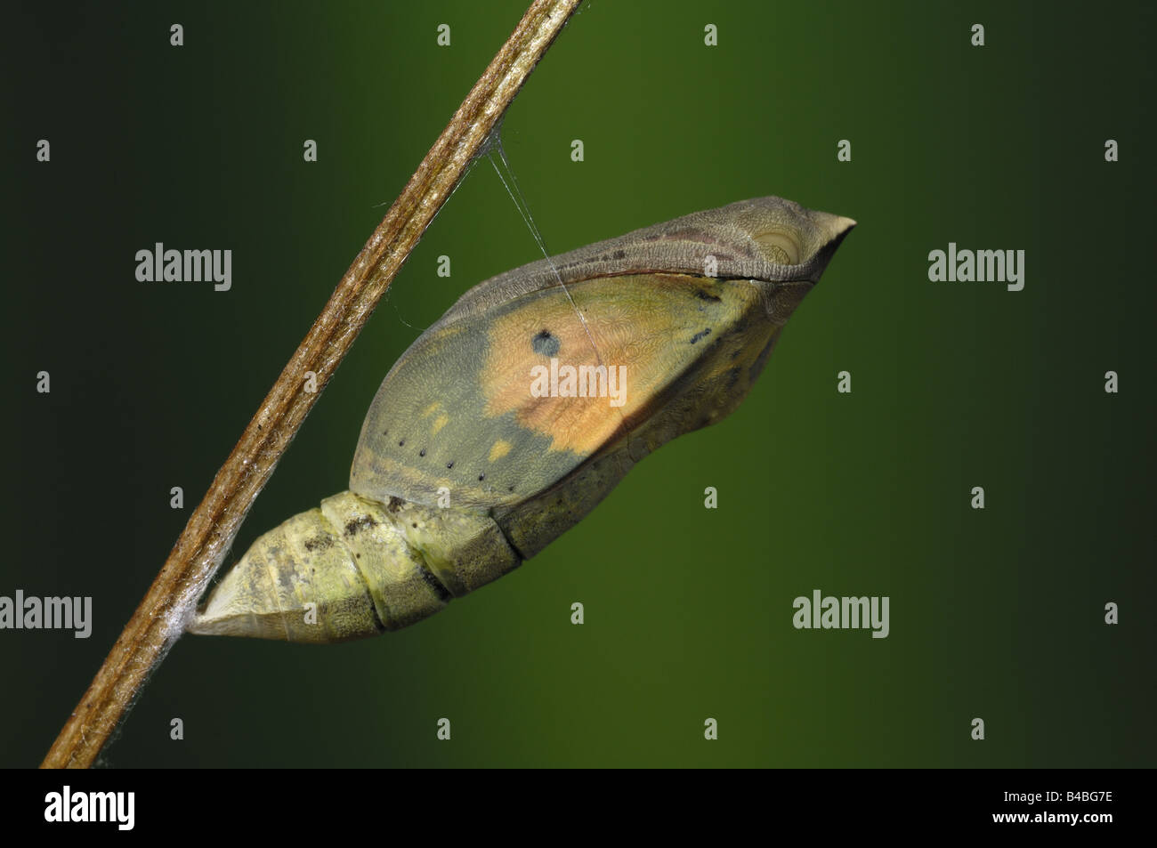 Clouded Yellow Butterfly Colias croceus pupa or chrysalis attached to ...