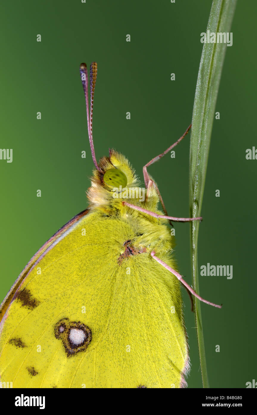 Clouded Yellow Butterfly Colias croceus resting on blade of grass Stock ...