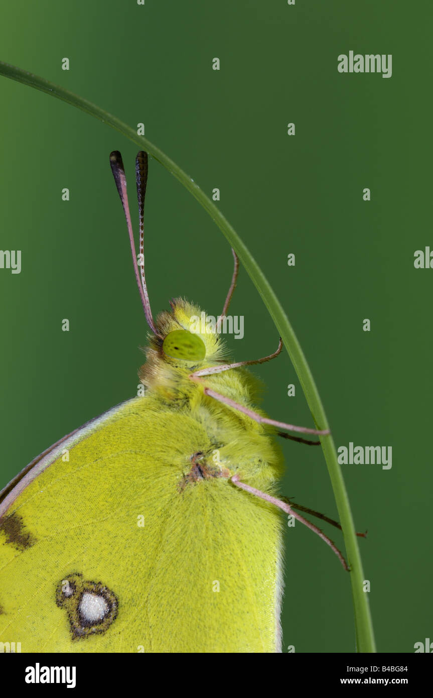 Clouded Yellow Butterfly Colias croceus resting on blade of grass Stock ...