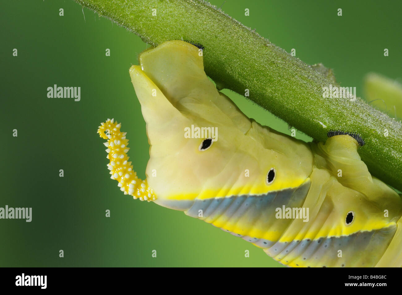 Death Moth Caterpillar High Resolution Stock Photography and Images - Alamy