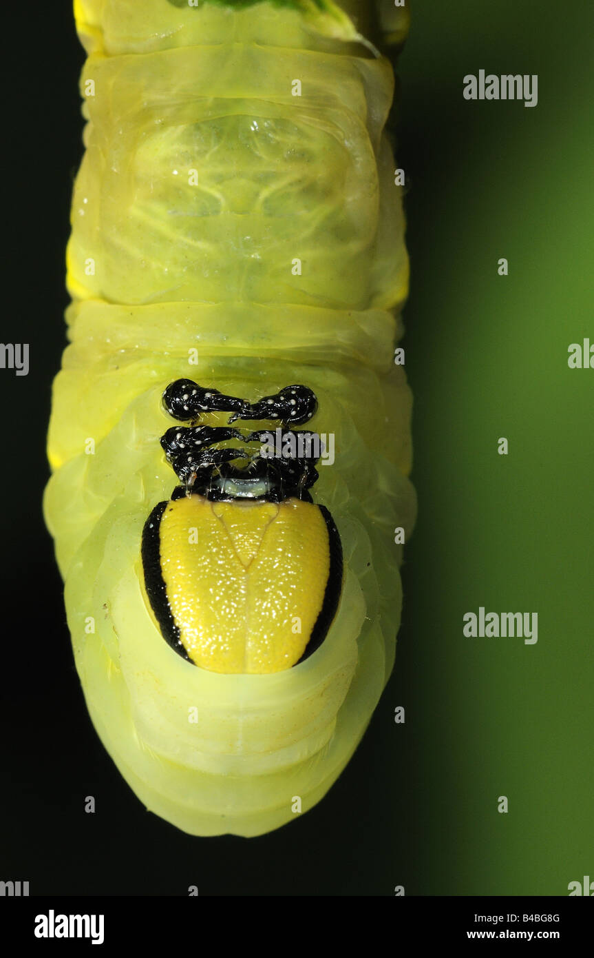Death's Head Hawkmoth Acherontia atropos larva or caterpillar close up ...