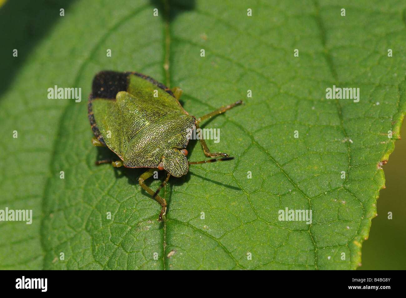 Green Shield Bug Palomena prasina order Hemiptera resting on Buddleia ...