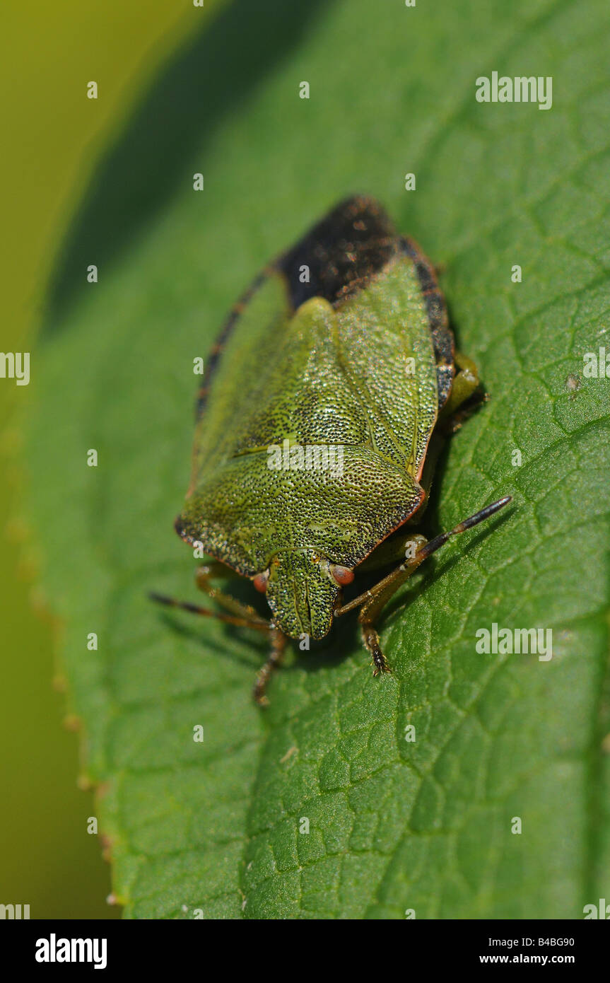 Green Shield Bug Palomena prasina order Hemiptera resting on Buddleia ...