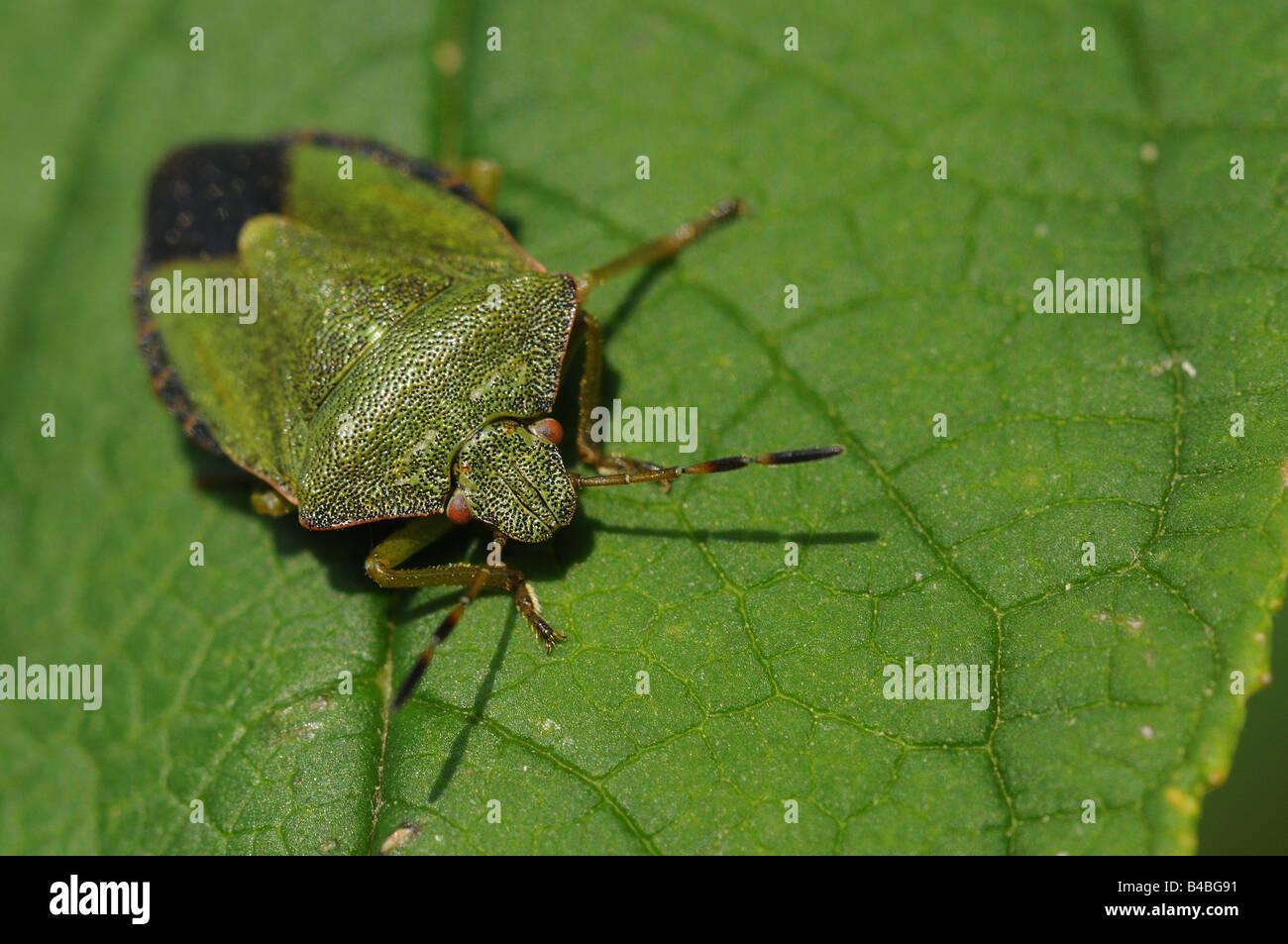 Green Shield Bug Palomena prasina order Hemiptera resting on Buddleia ...