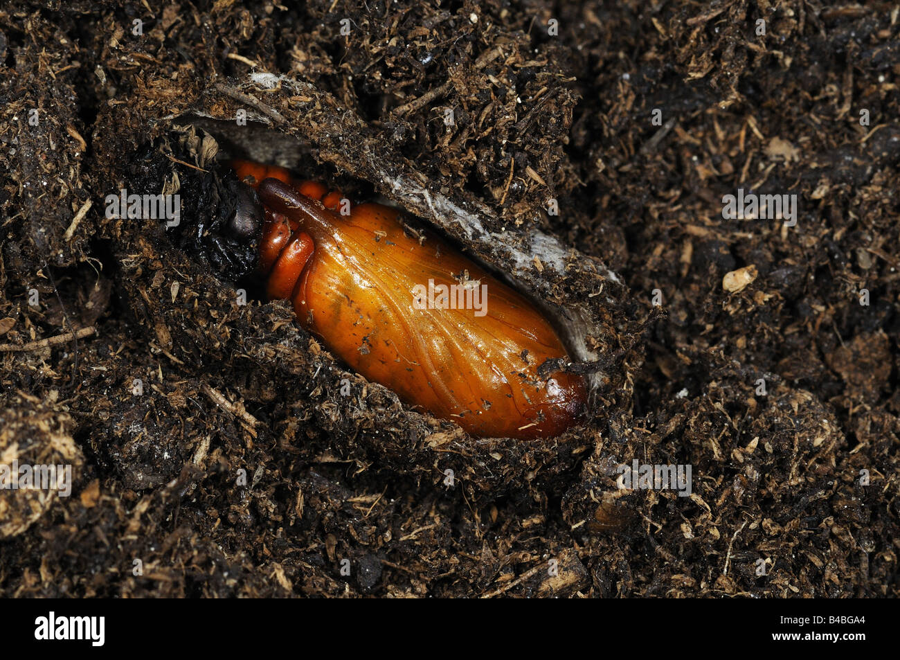 Mullein shark moth hi-res stock photography and images - Alamy