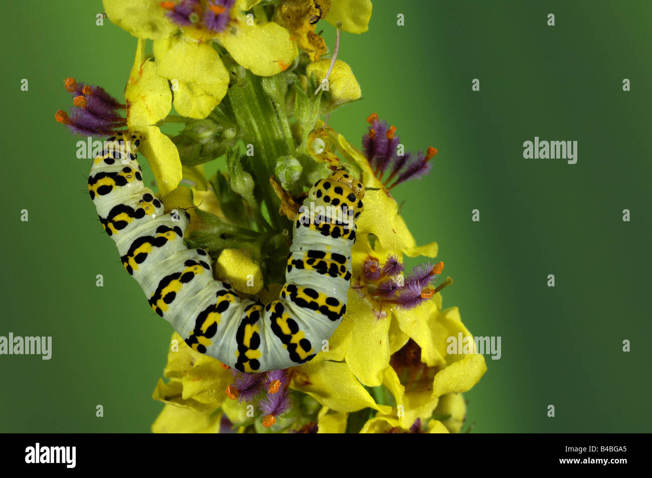 Mullein shark moth hi-res stock photography and images - Alamy