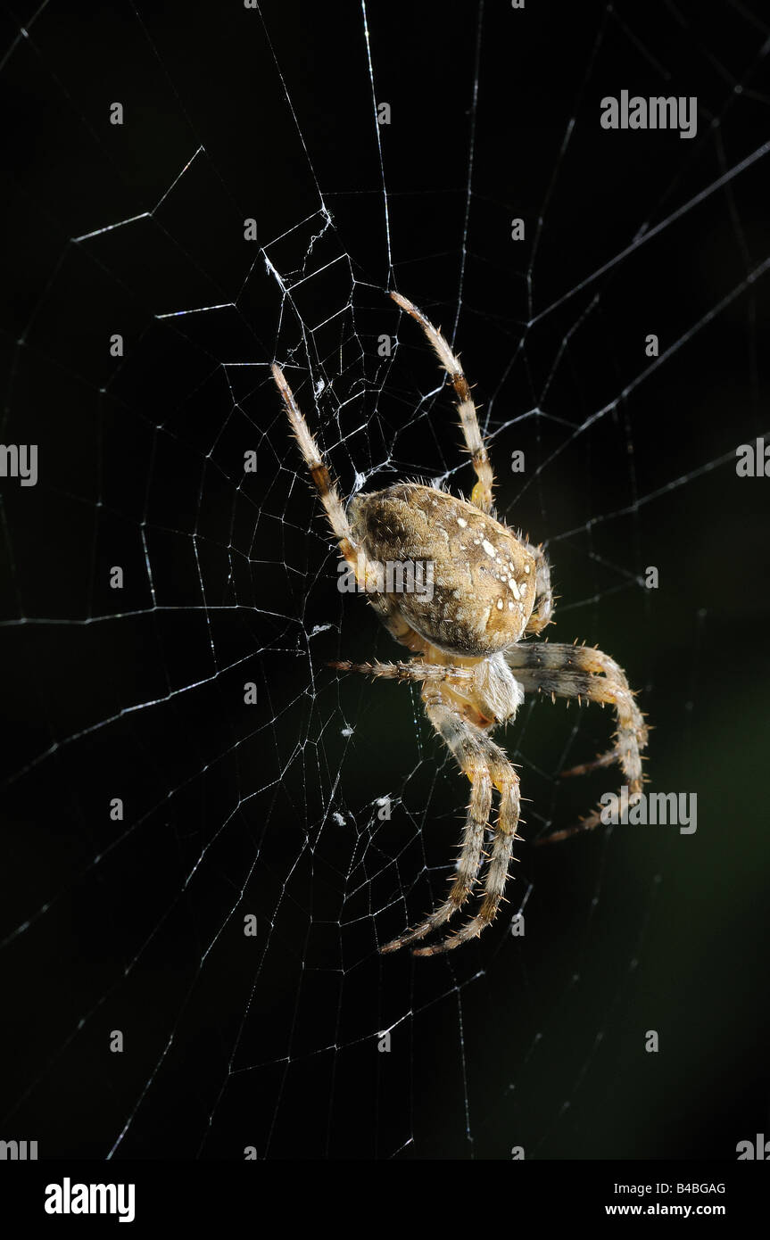 Garden Orb Spider Araneus diadematus resting in its web Oxfordshire UK ...